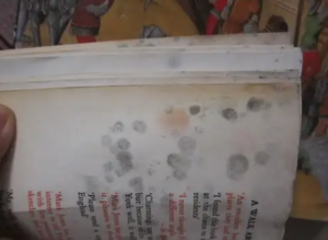 Why do books mold? how to get rid of book mold? - Book gears | Book gadgets